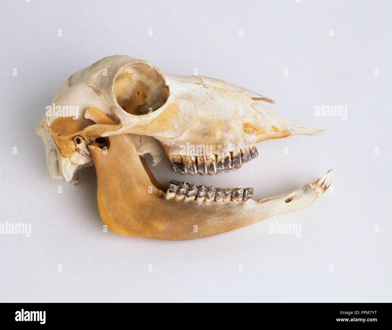 Sheep Teeth Anatomy