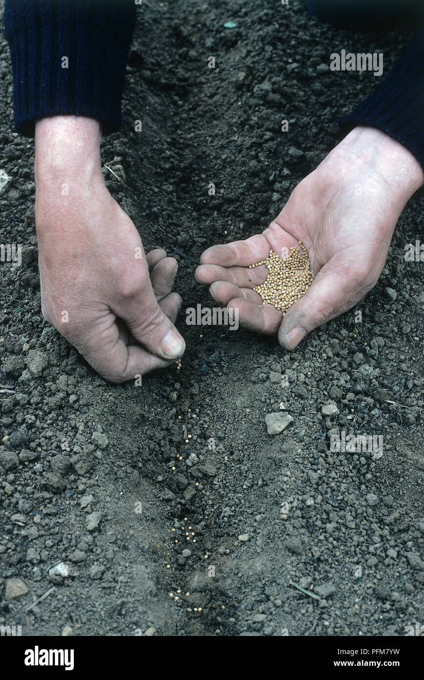Scattering Seeds Stock Photos & Scattering Seeds Stock Images - Alamy