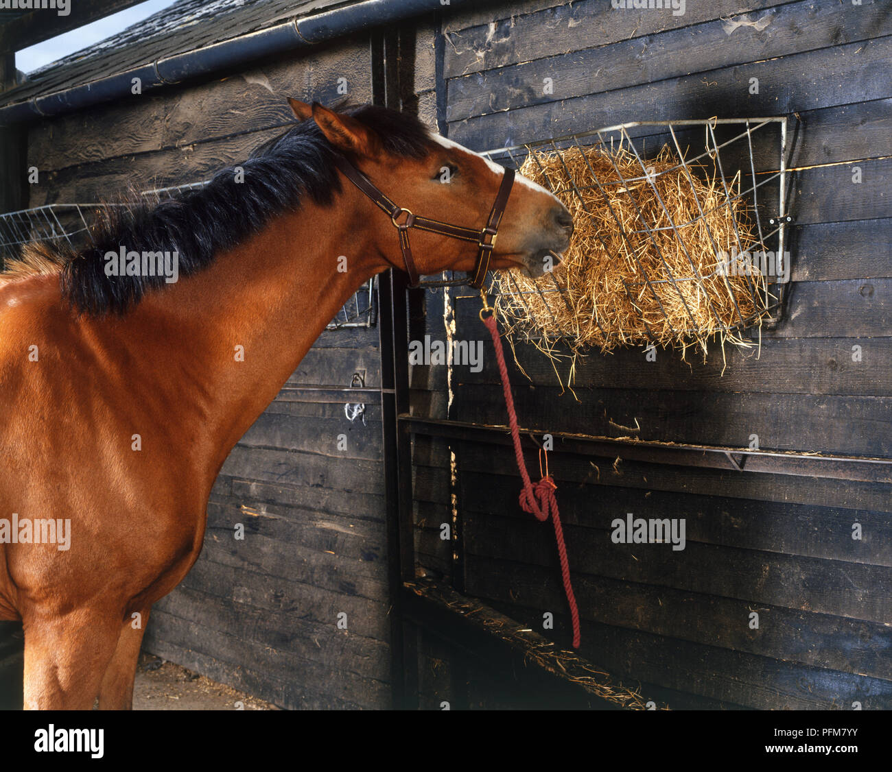 Horse eating hay from rack Stock Photo - Alamy