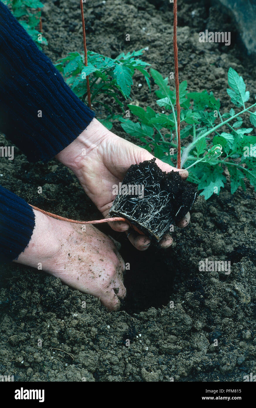 Man looping a string around the root ball of a tomato plant to train it ...
