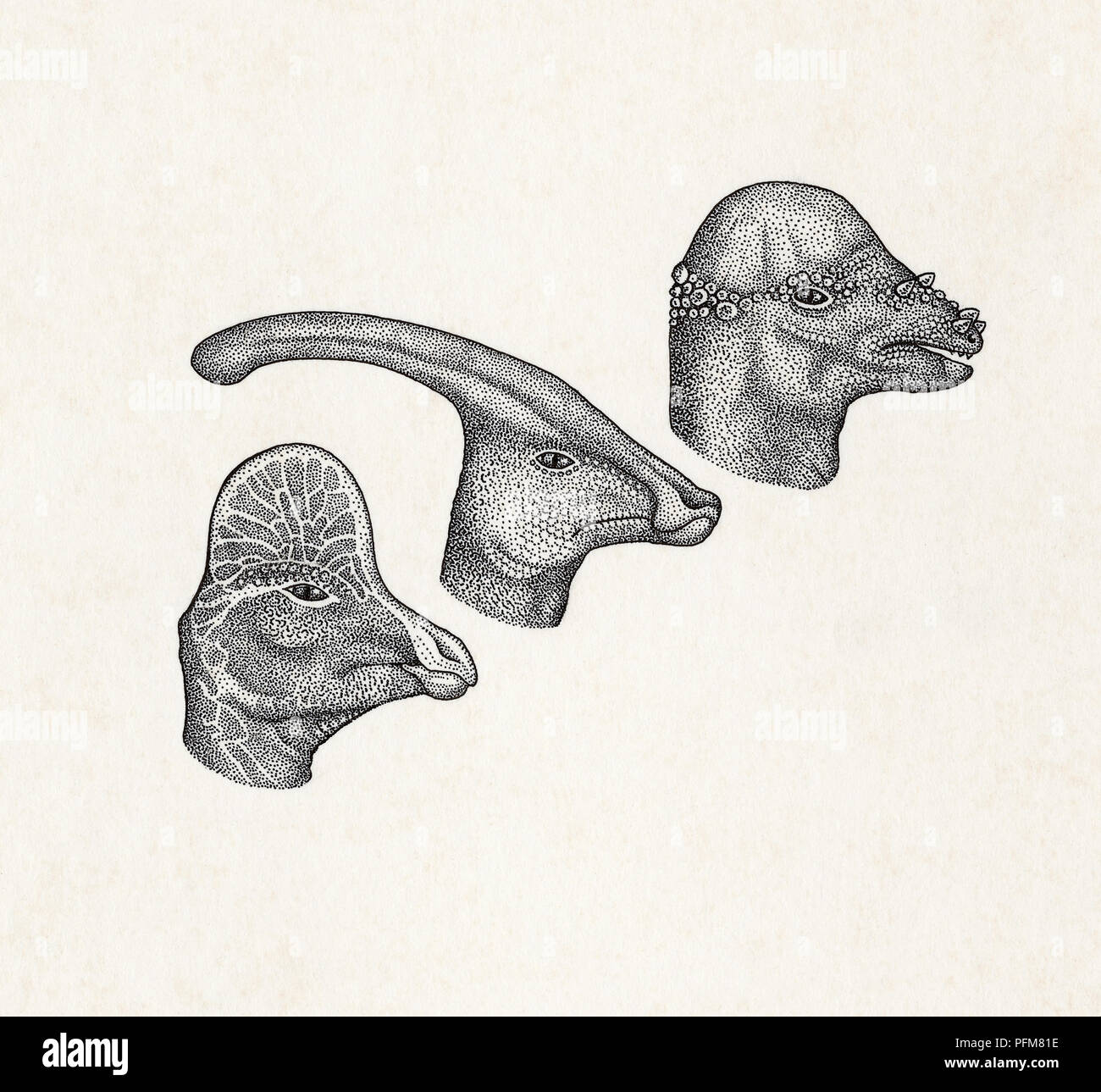 Parasaurolophus Head