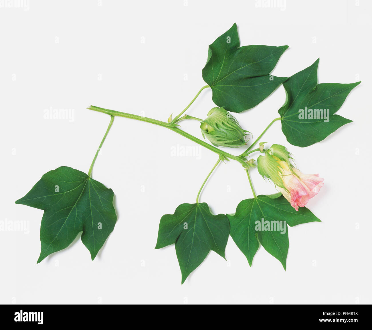 Gossypium hirsutum, Upland Cotton, stem with leaves and flowers Stock ...