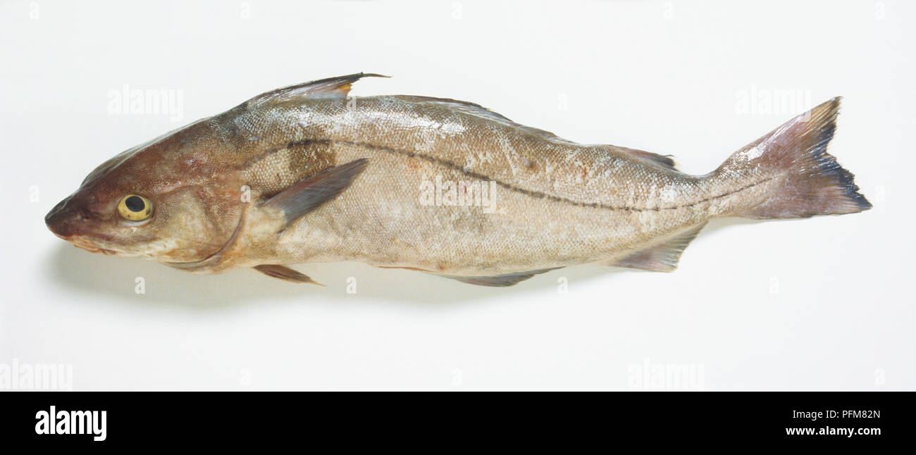 Haddock studio hi-res stock photography and images - Alamy