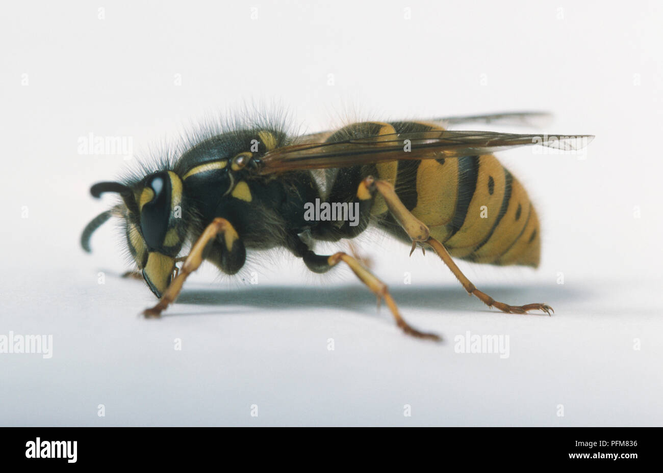 Wasp (Vespula vulgaris), side view Stock Photo - Alamy