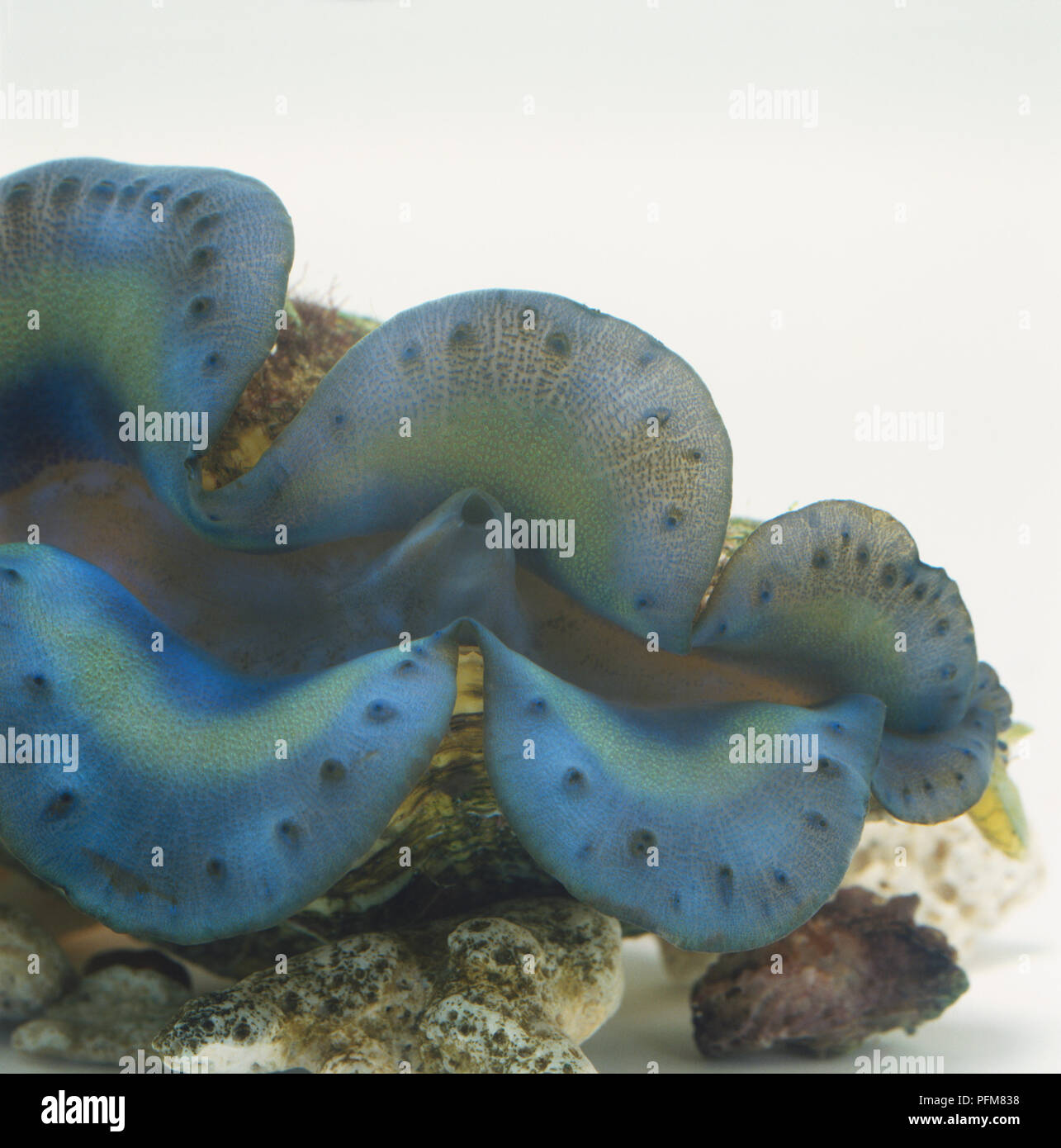 Giant Clam (Tridacna gigas Stock Photo - Alamy