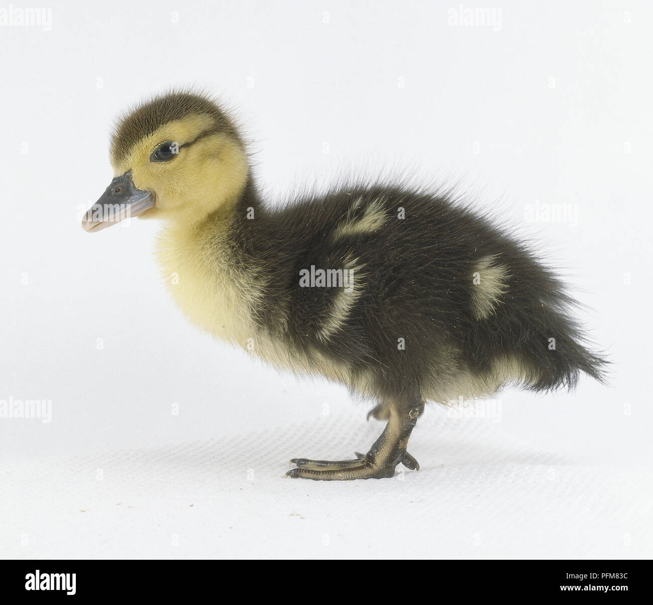 What Is A Fluff Duck at Riley Kurt blog