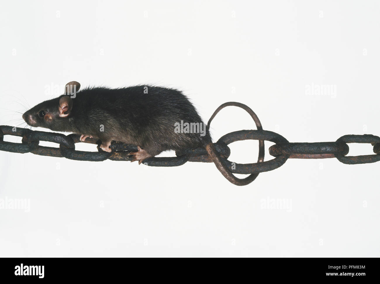 Black metal chain hi-res stock photography and images - Alamy