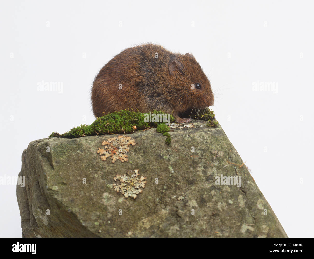 Field mouse on a moss and lichen covered rock, side view Stock Photo ...
