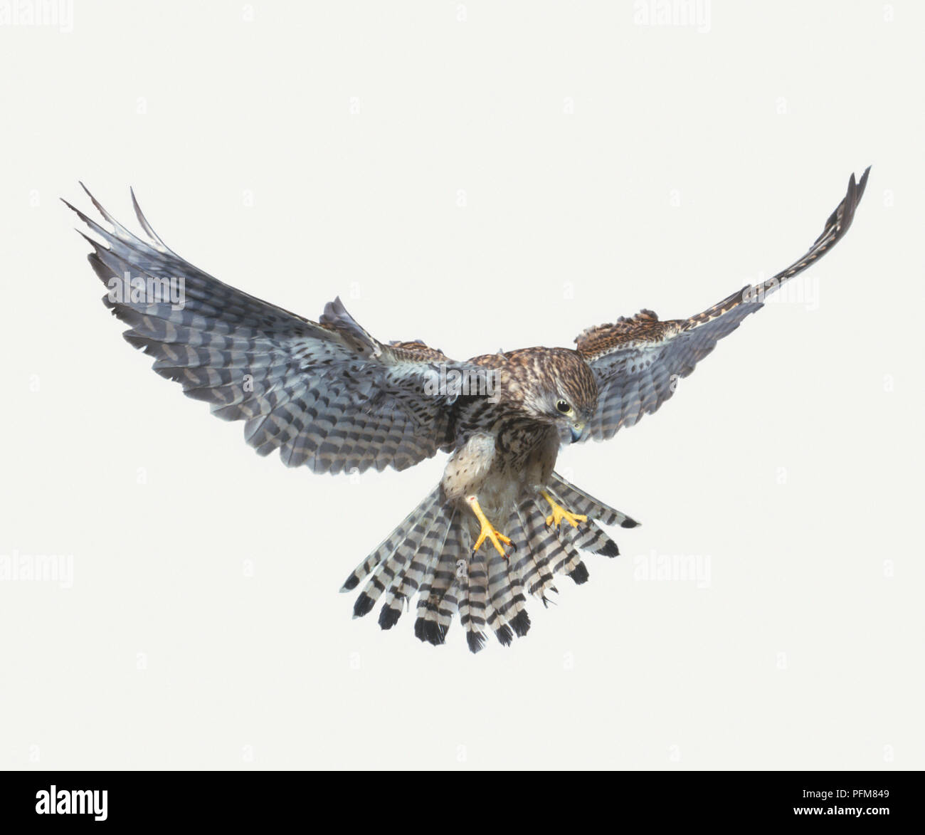 American kestrel (Falco sparverius), wings spread, landing, front view ...