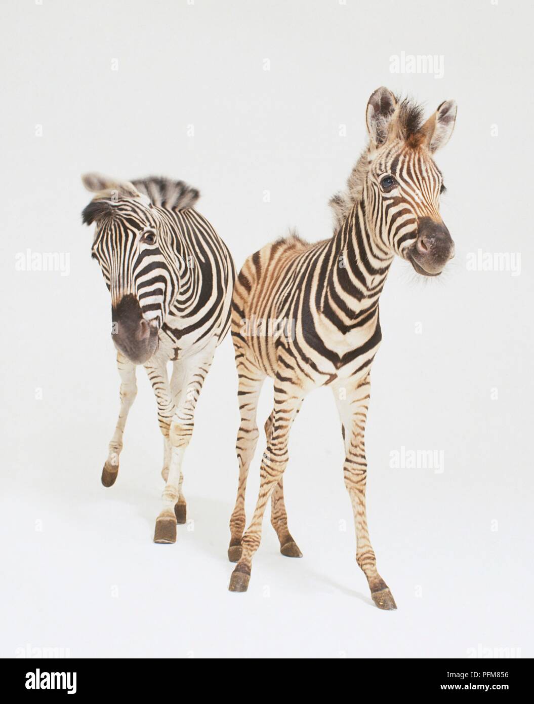 Buchell's zebra foal and mare Stock Photo - Alamy
