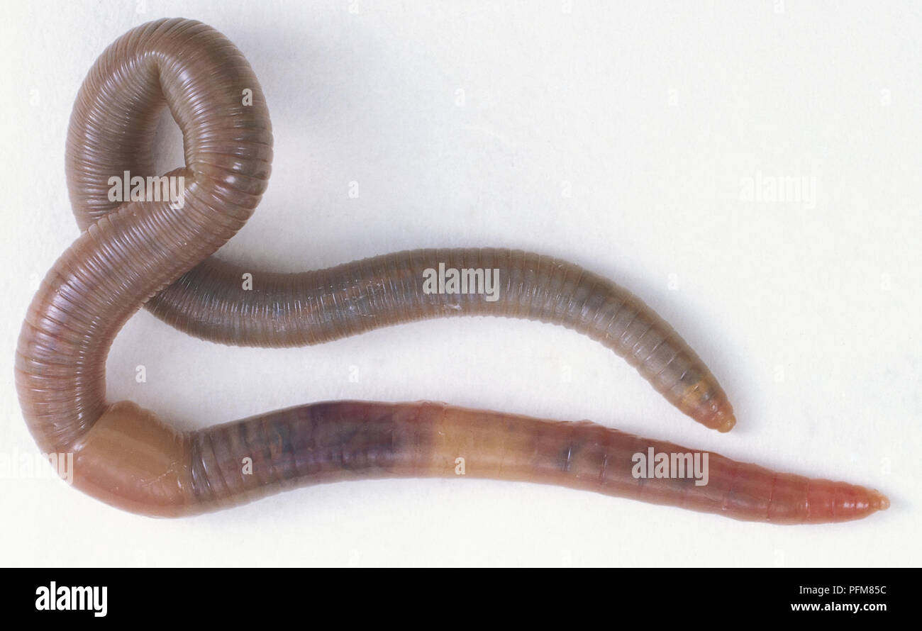 Annelida hi-res stock photography and images - Alamy