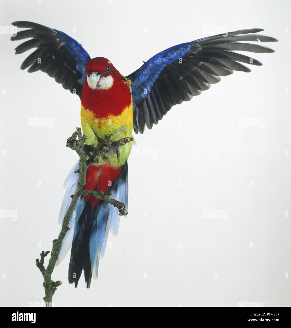 Eastern Rosella