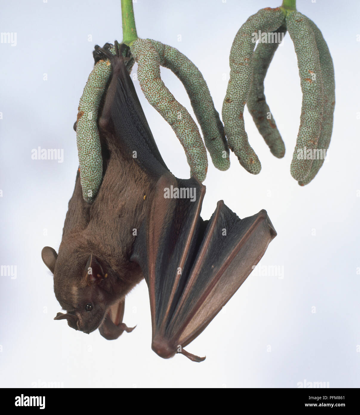 Bat (Chiroptera) hanging upside down Stock Photo - Alamy