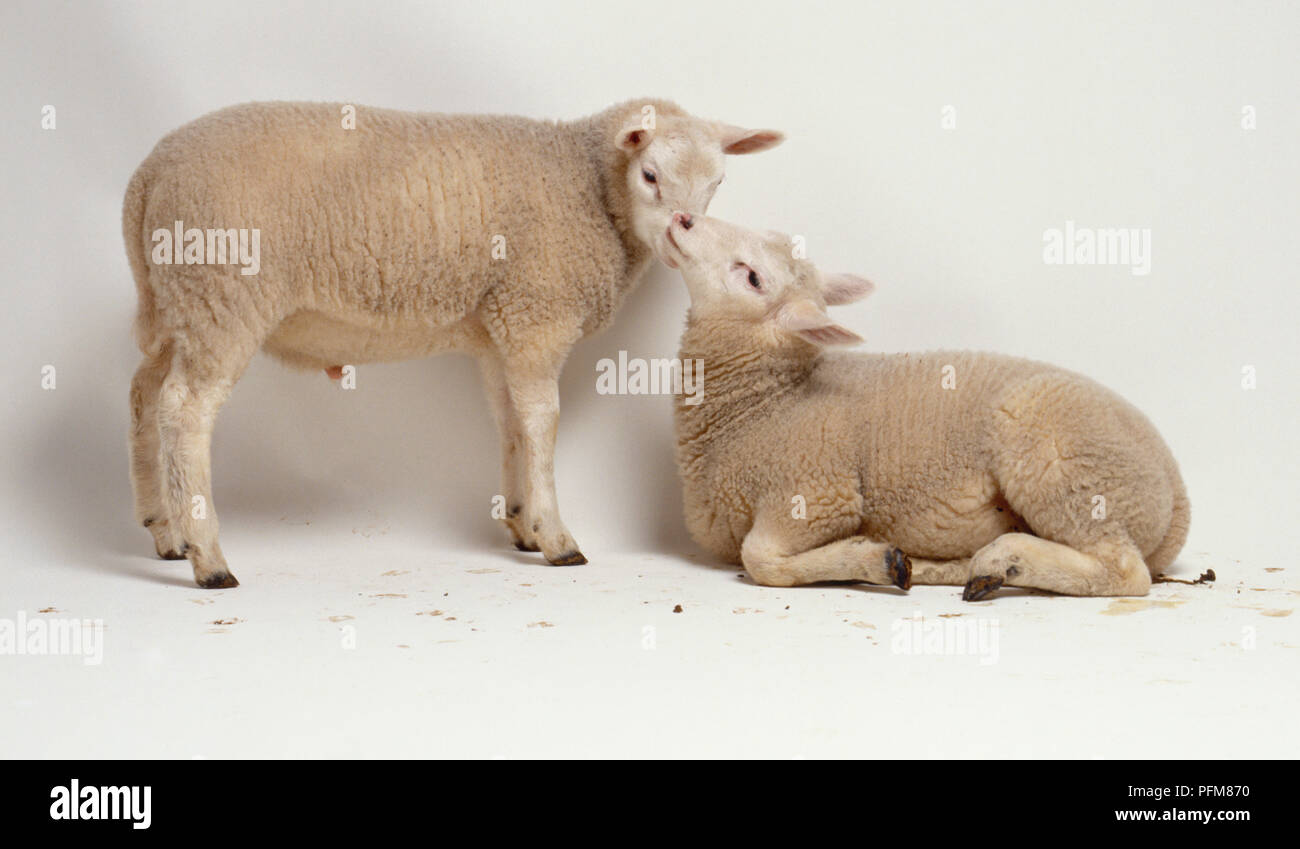 Legs folded under hi-res stock photography and images - Alamy