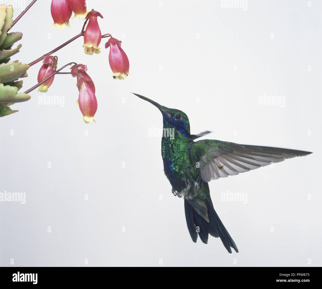 Apodiformes hi-res stock photography and images - Alamy