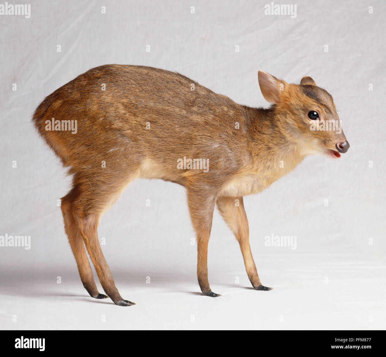 A Fawn, cervidae, side view Stock Photo - Alamy