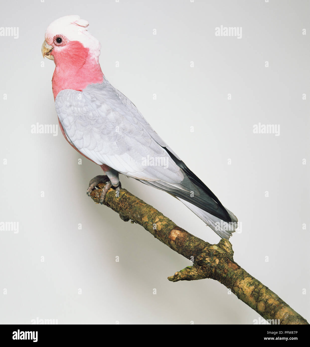 Side view of an eastern form Galah with head in profile, perching on a ...