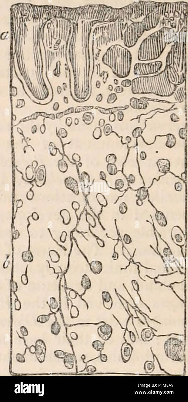 This comprehensive reference work provides detailed information on ...