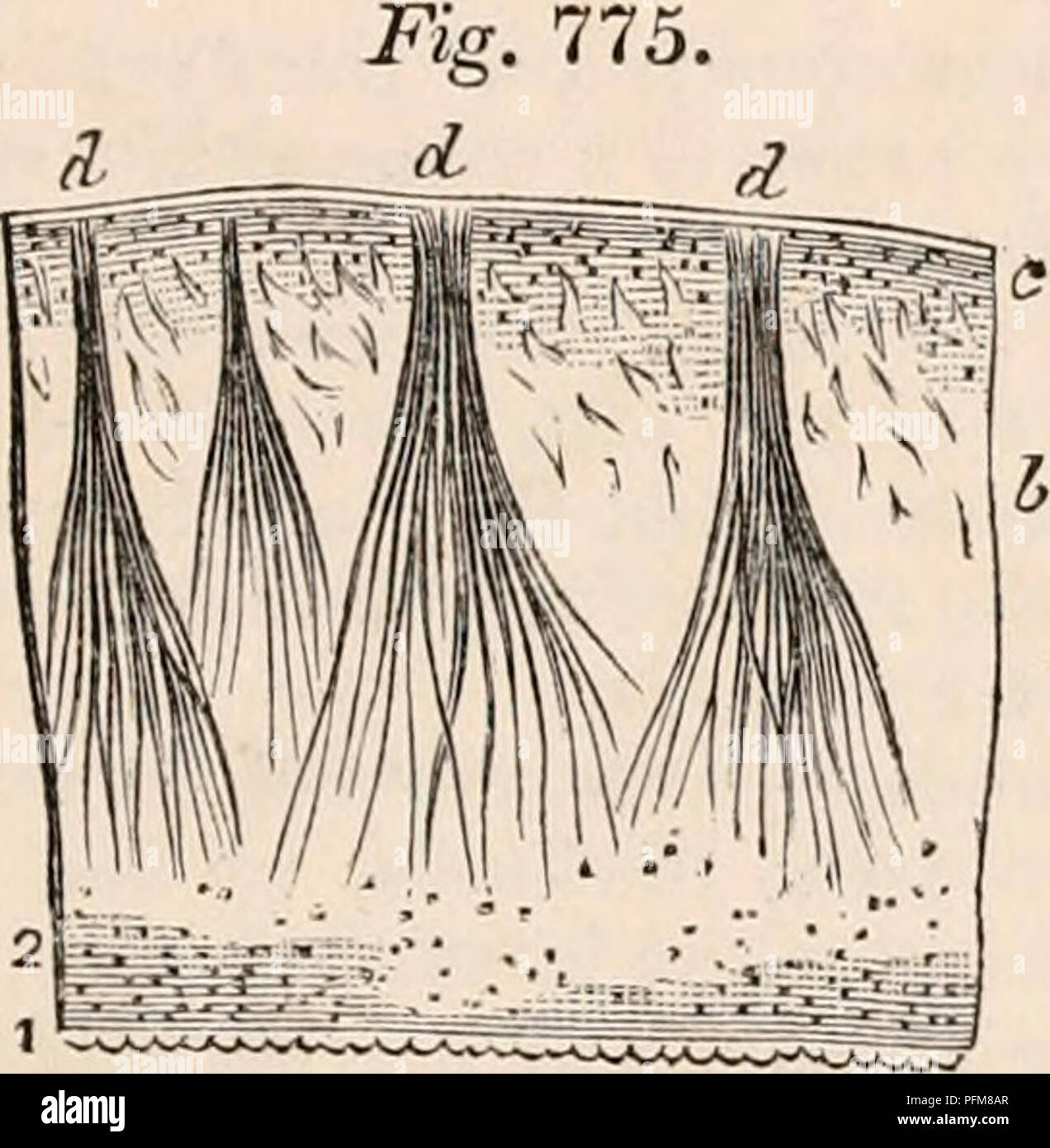 . The cyclopædia of anatomy and physiology. Anatomy; Physiology ...