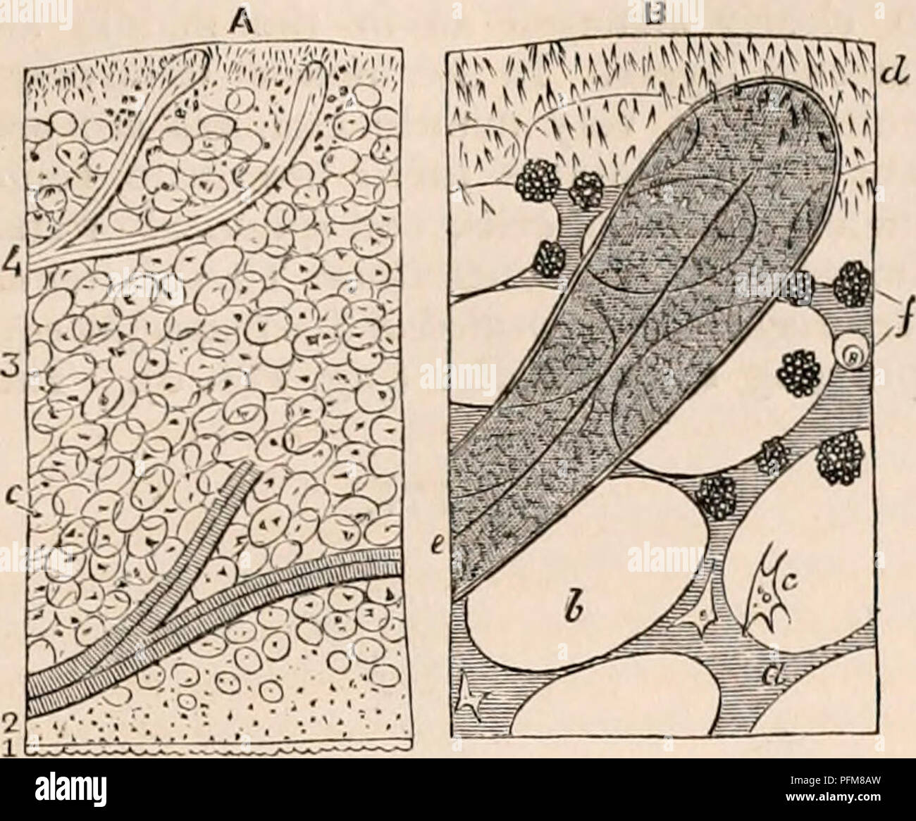 This figure from the Cyclopedia of Anatomy and Physiology shows the ...