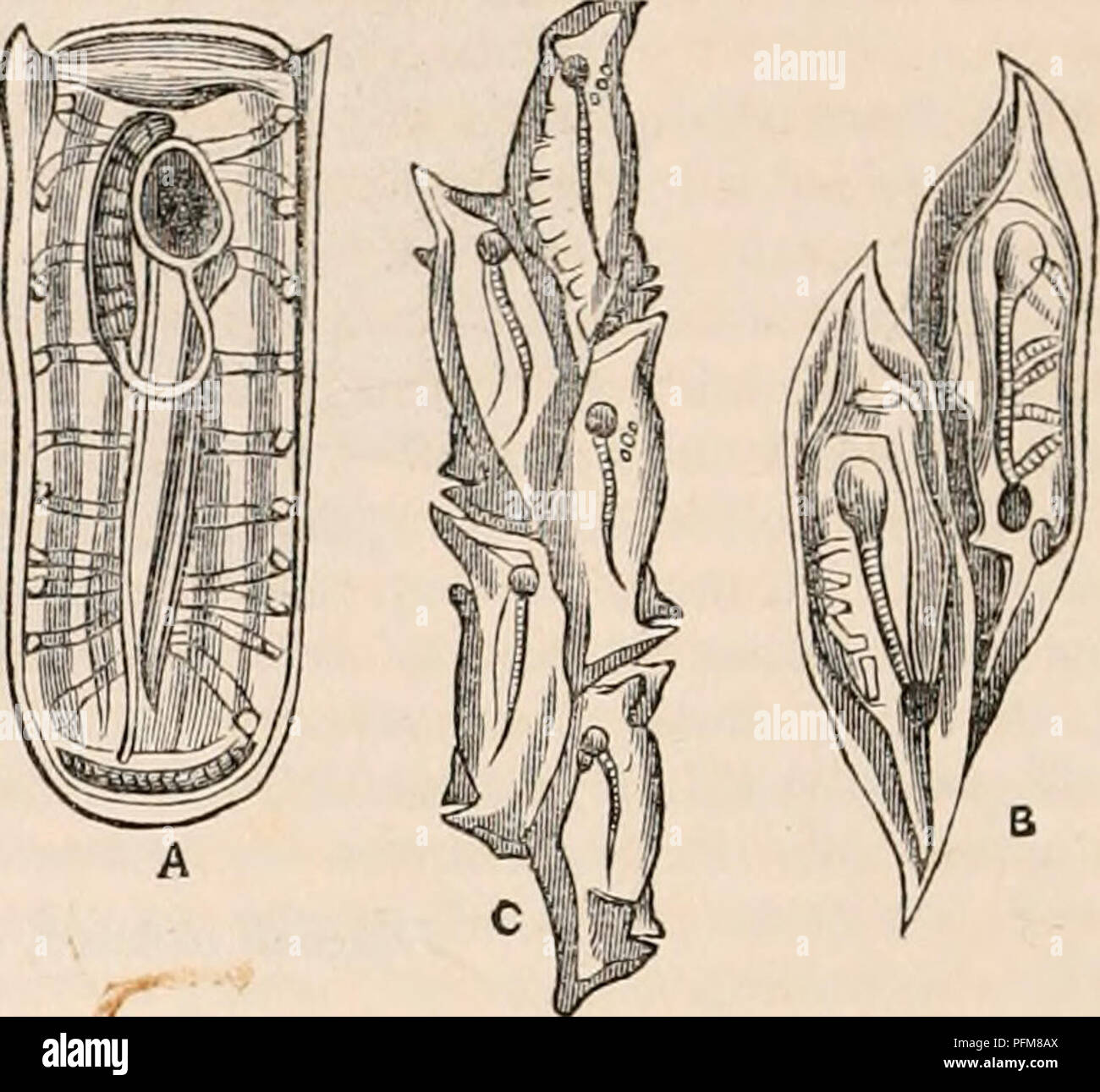 Genus pyrosoma hi-res stock photography and images - Alamy