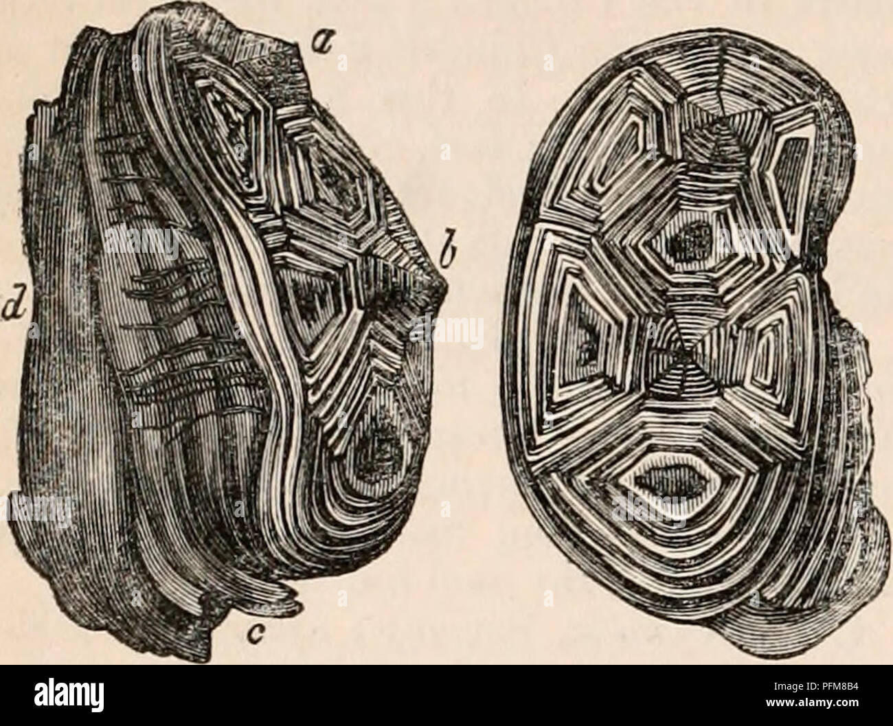 This reference work provides comprehensive information on anatomy and ...