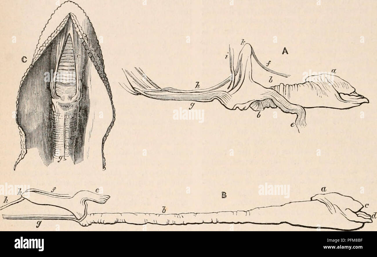 This entry from a comprehensive anatomical and physiological reference ...
