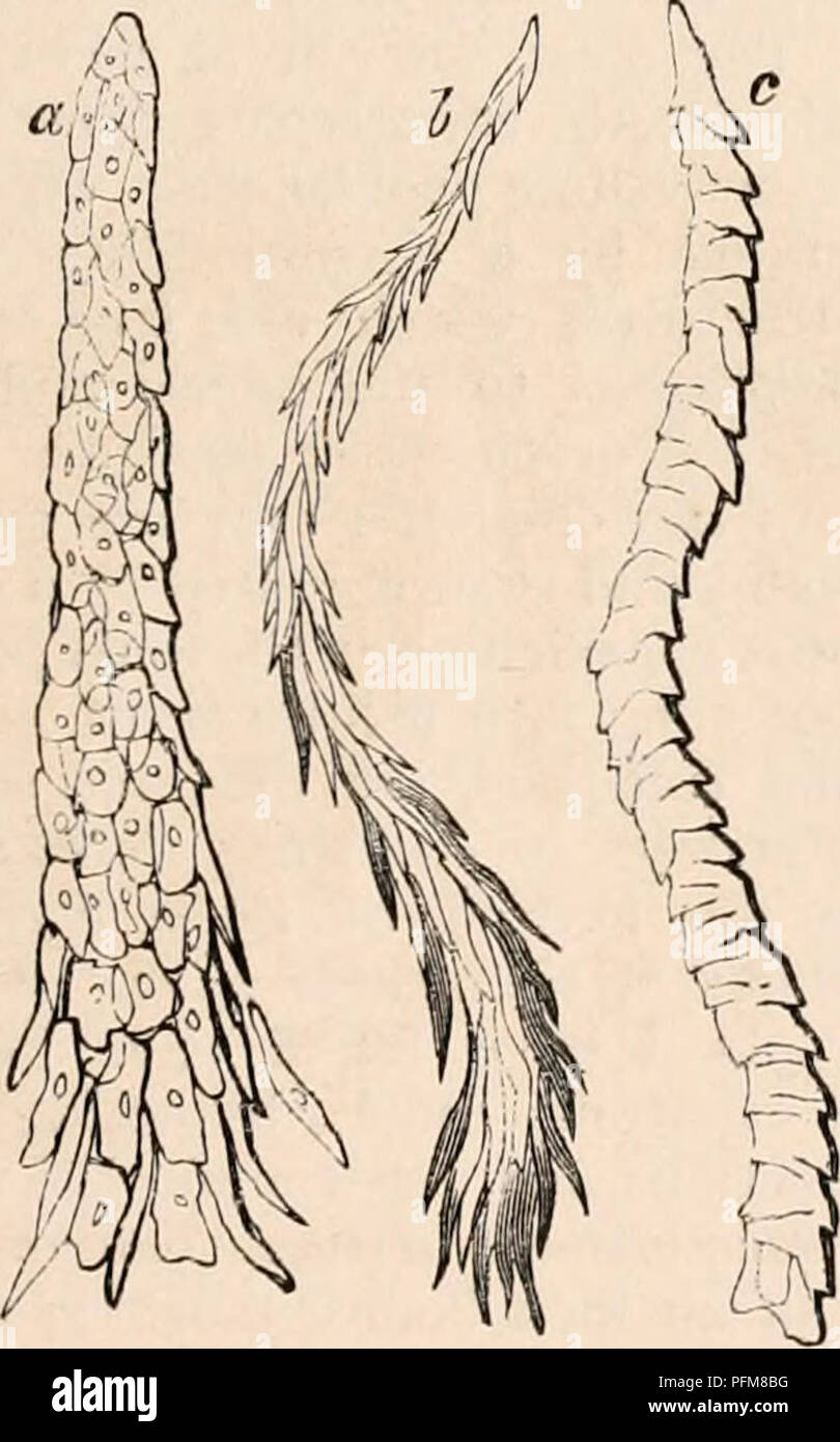 Filiform papillae hi-res stock photography and images - Alamy