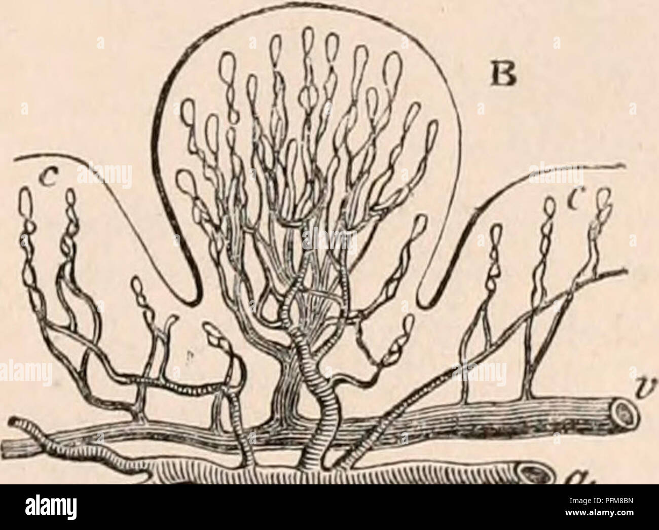 Where Capillary Loops Are Found