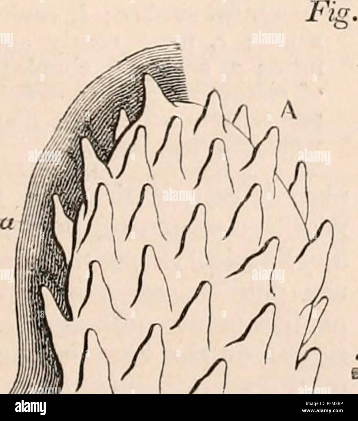 Circumvallate papillae hi-res stock photography and images - Alamy