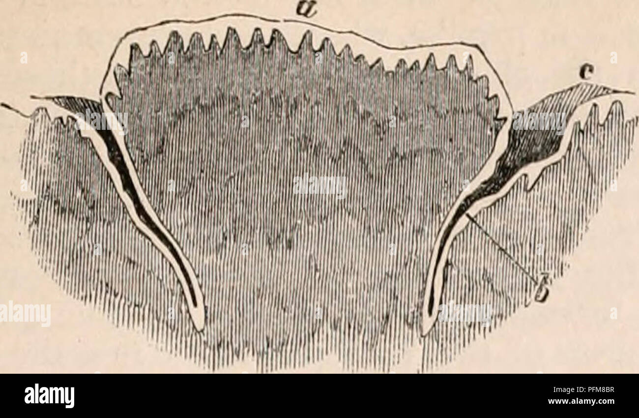 Circumvallate papillae hi-res stock photography and images - Alamy