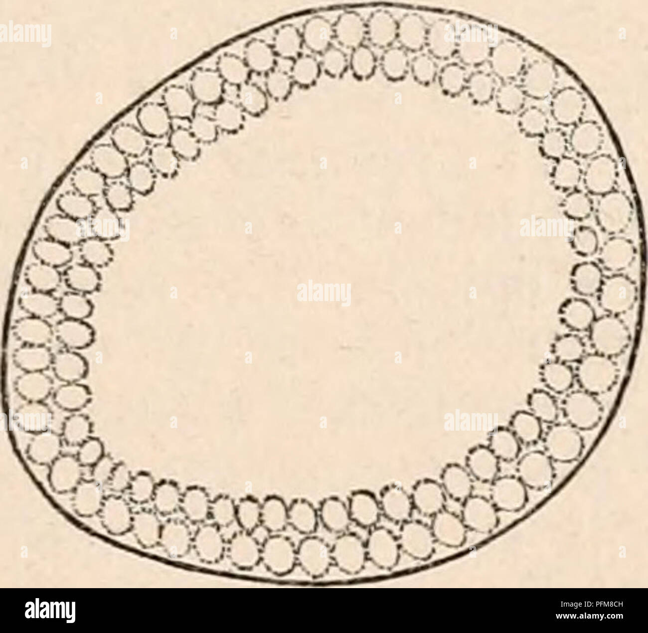 This section examines vesicular epithelium from the human thyroid ...