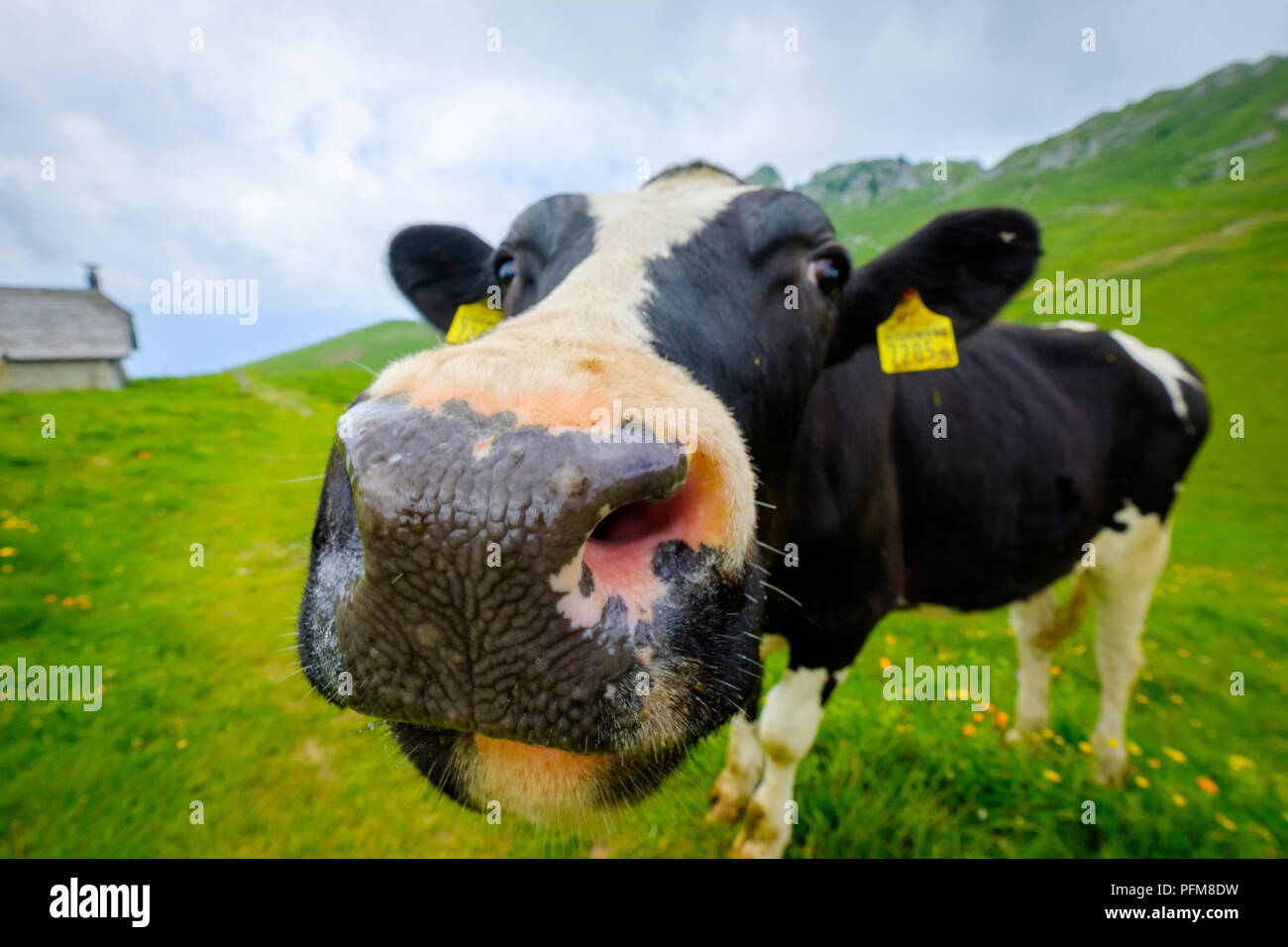 Funny portrait of a cow muzzle close-up on an alpine meadow Stock Photo ...