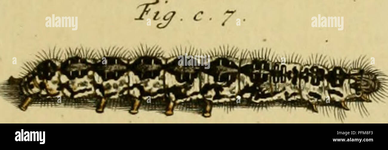 This work, richly illustrated, provides a natural history of insects ...