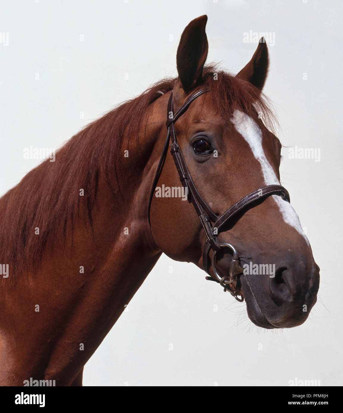 Chestnut horse head white blaze hi-res stock photography and images - Alamy