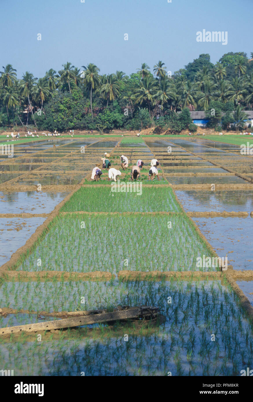 Paddy field goa hi-res stock photography and images - Alamy