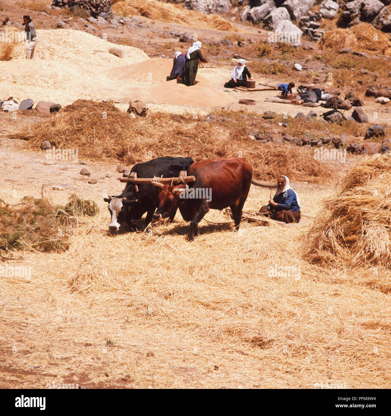 Syria, Golan, woman threshing using two oxen, women in traditional ...