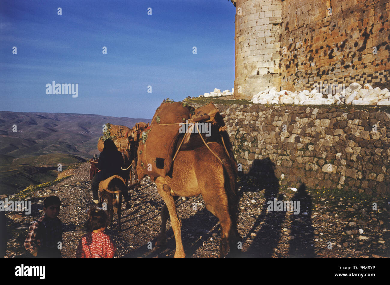 Syria, camel carrying goods, people alongside, beside Krak Des ...