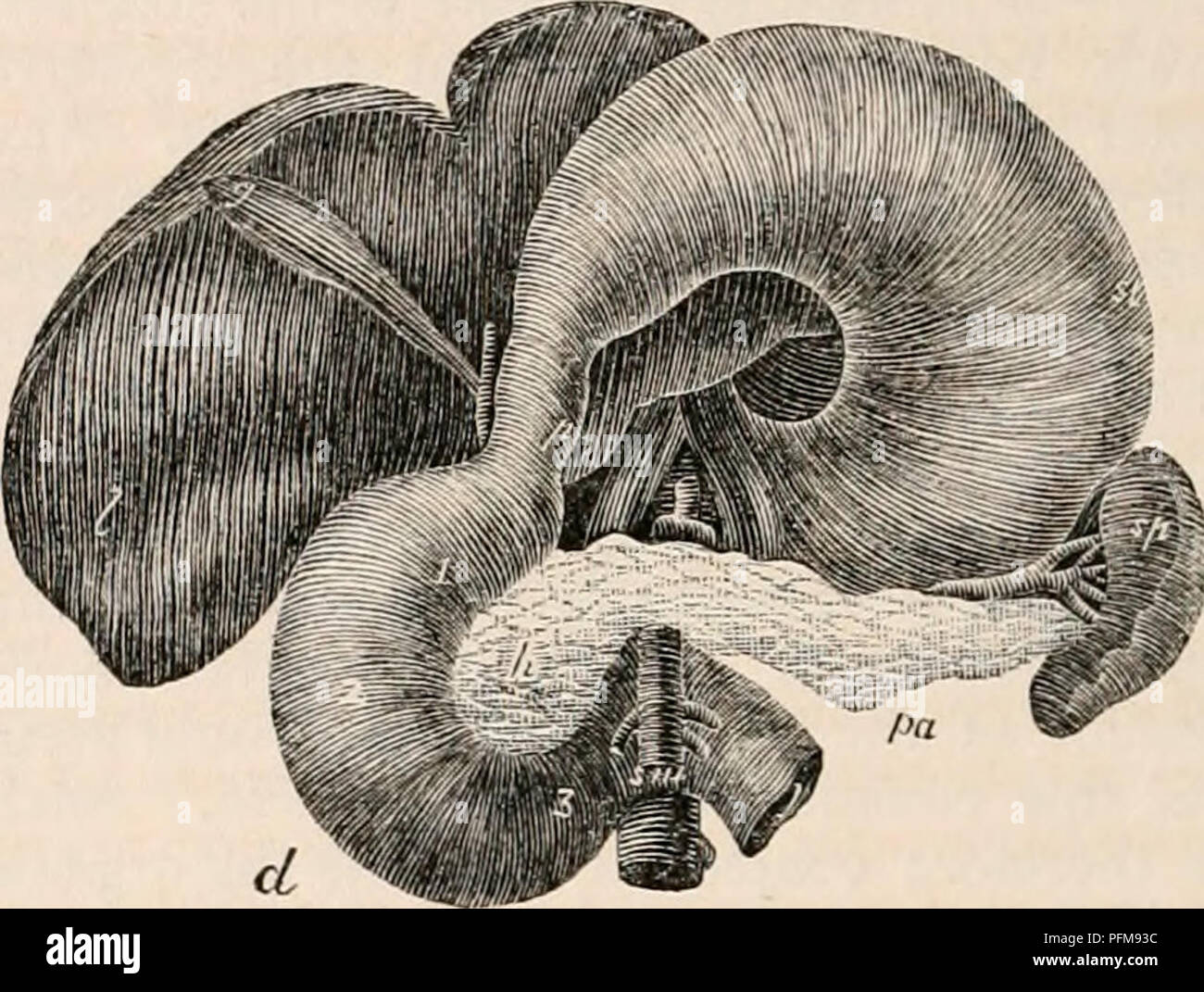 . The cyclopædia of anatomy and physiology. Anatomy; Physiology ...