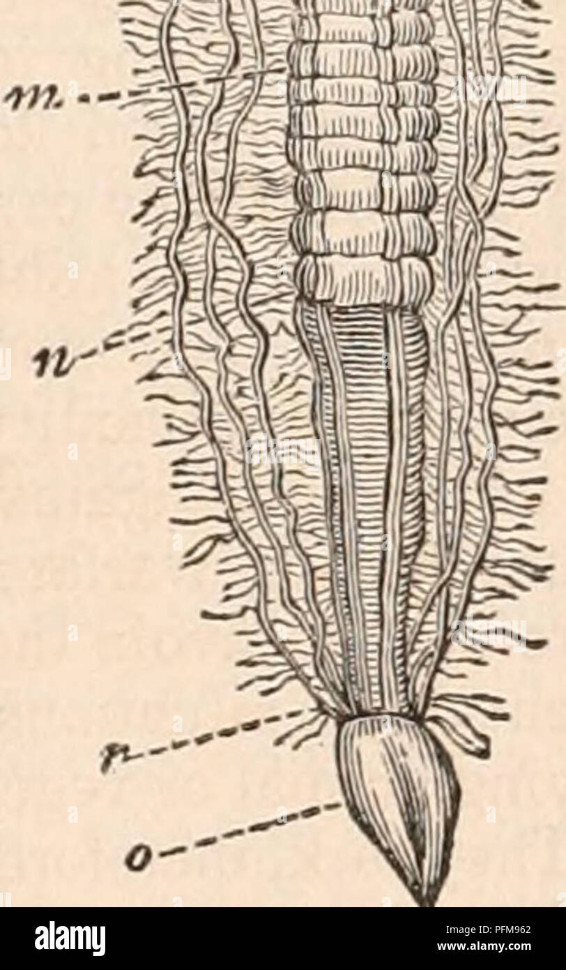 Booksubjectzoology spider anatomy hi-res stock photography and images ...