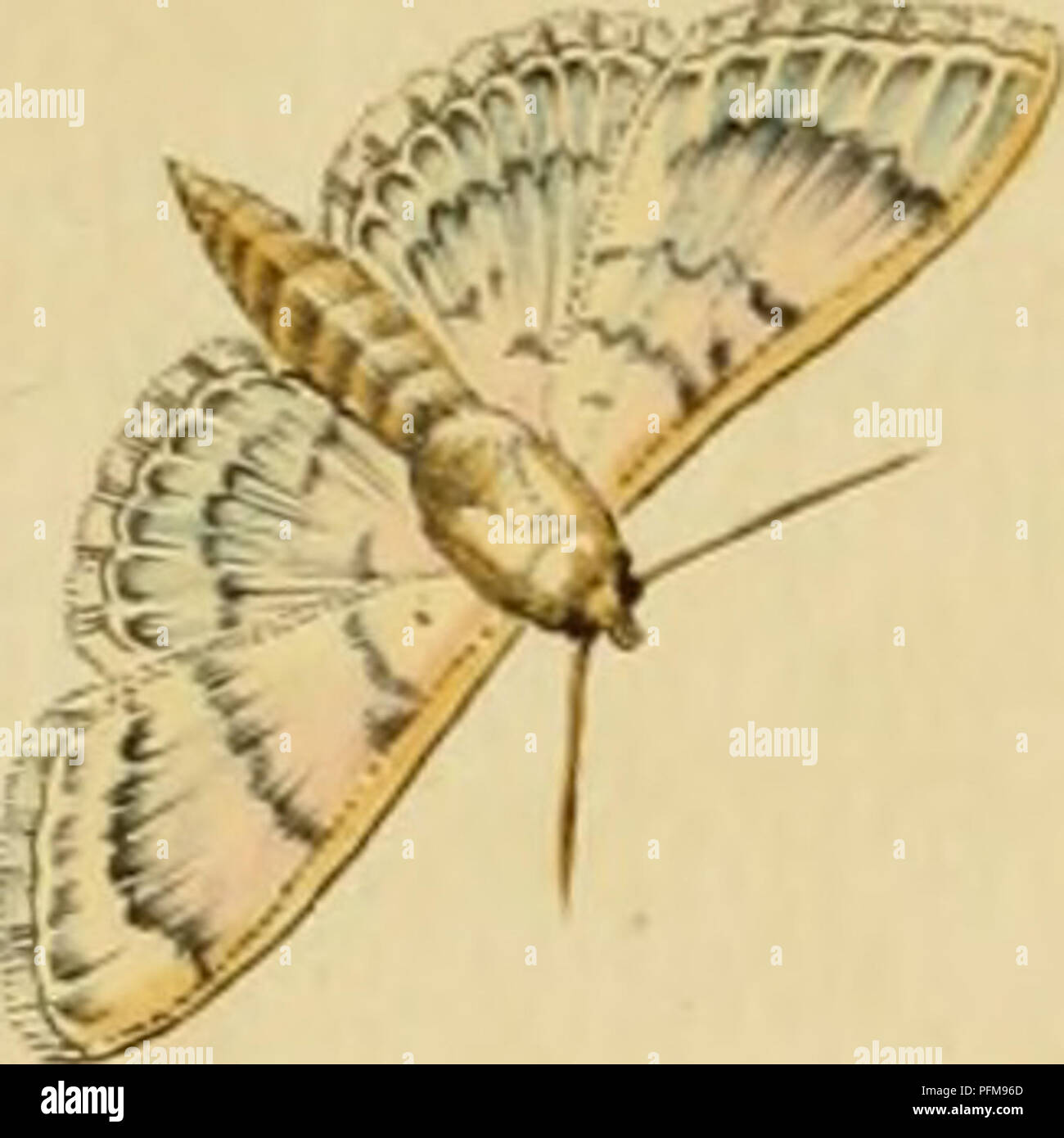 This illustrated work provides a detailed look at the natural history ...