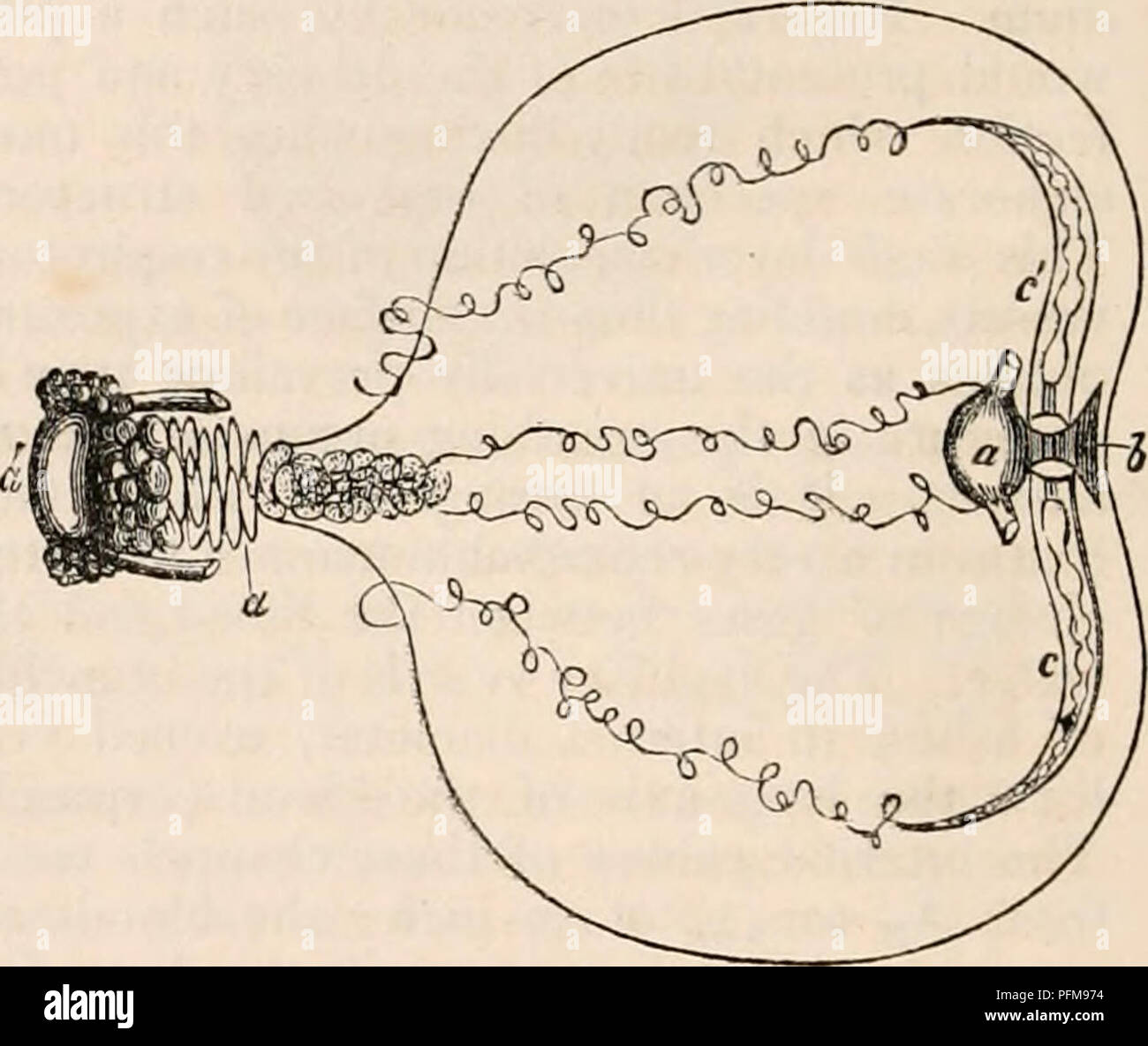 This comprehensive reference work covers various aspects of anatomy and ...