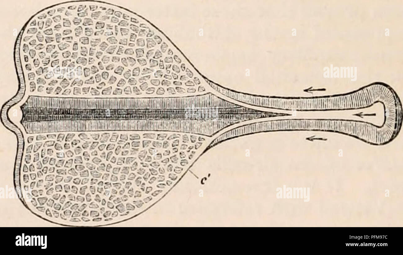 This entry in the *Cyclopedia of Anatomy and Physiology* explores the ...