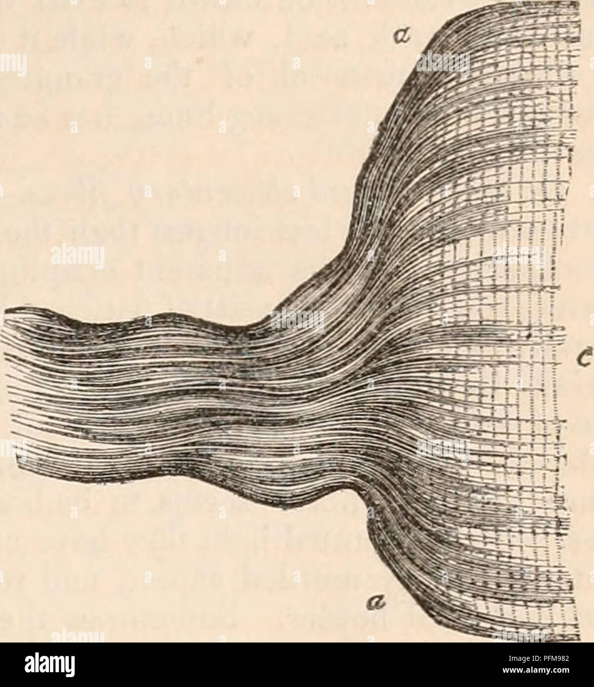 Sarcolemma hi-res stock photography and images - Alamy