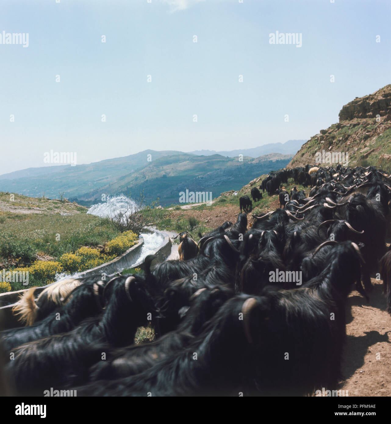 Large group of black goats by a man-made water channel in the Lebanon ...