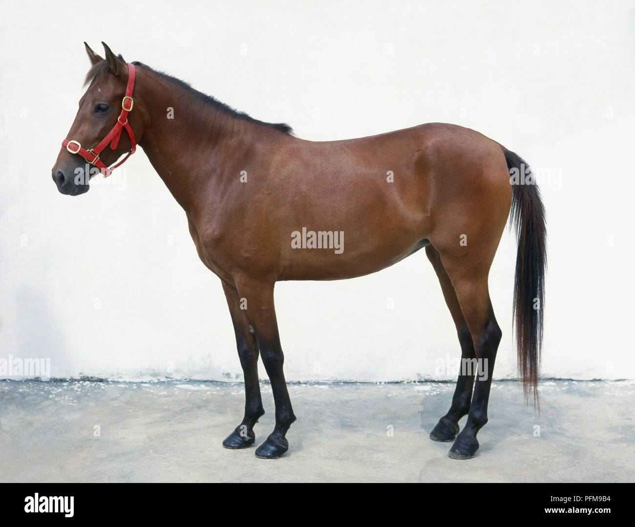 Padang pony, standing, side view Stock Photo - Alamy