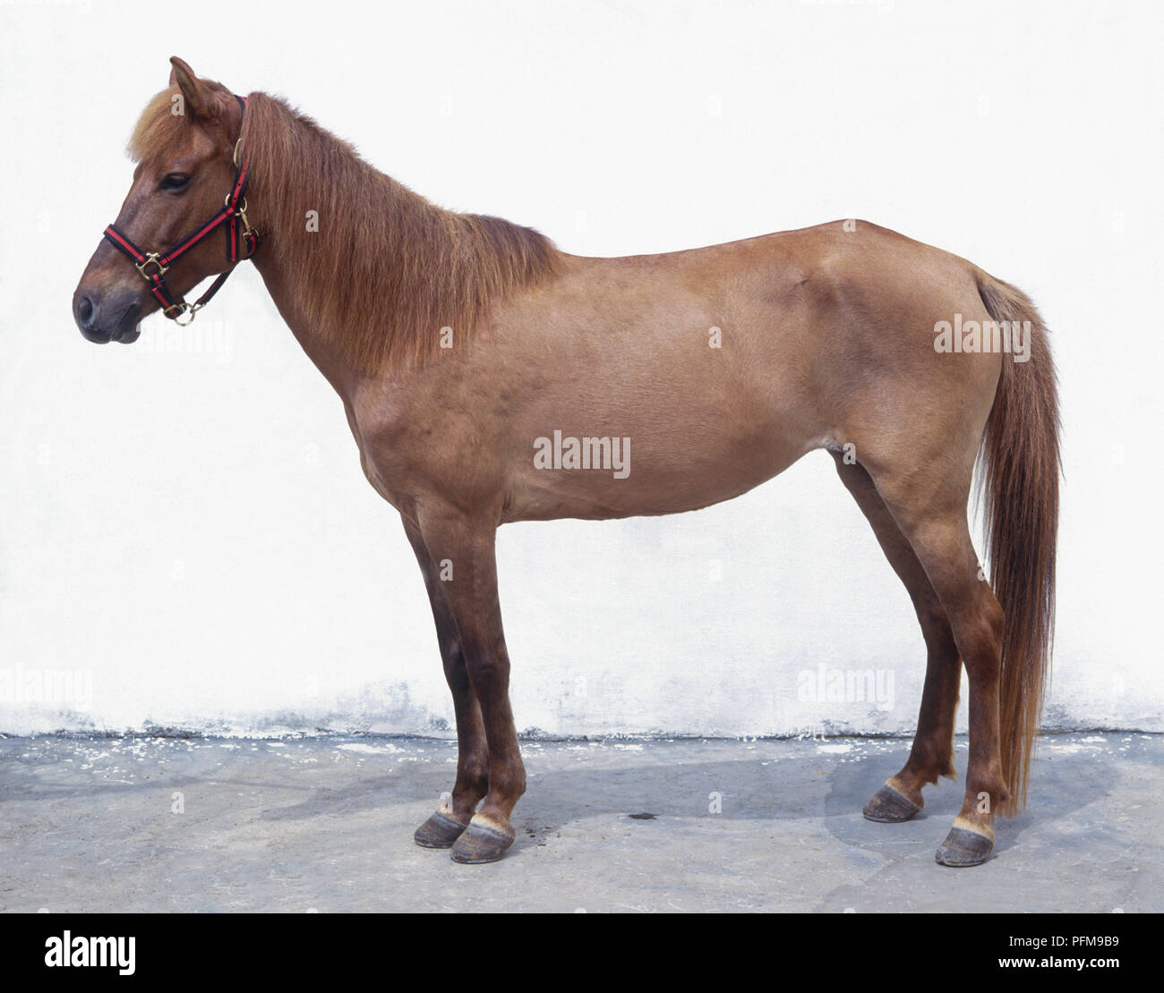 Batak pony, standing, side view Stock Photo - Alamy