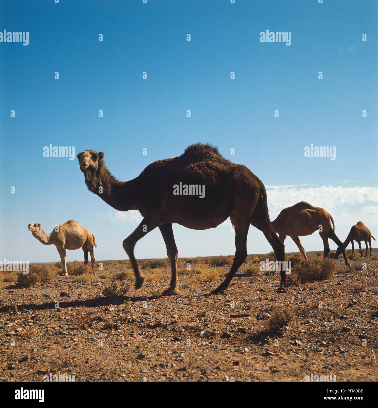 Side view of camels walking across the Jordanian desert Stock Photo - Alamy