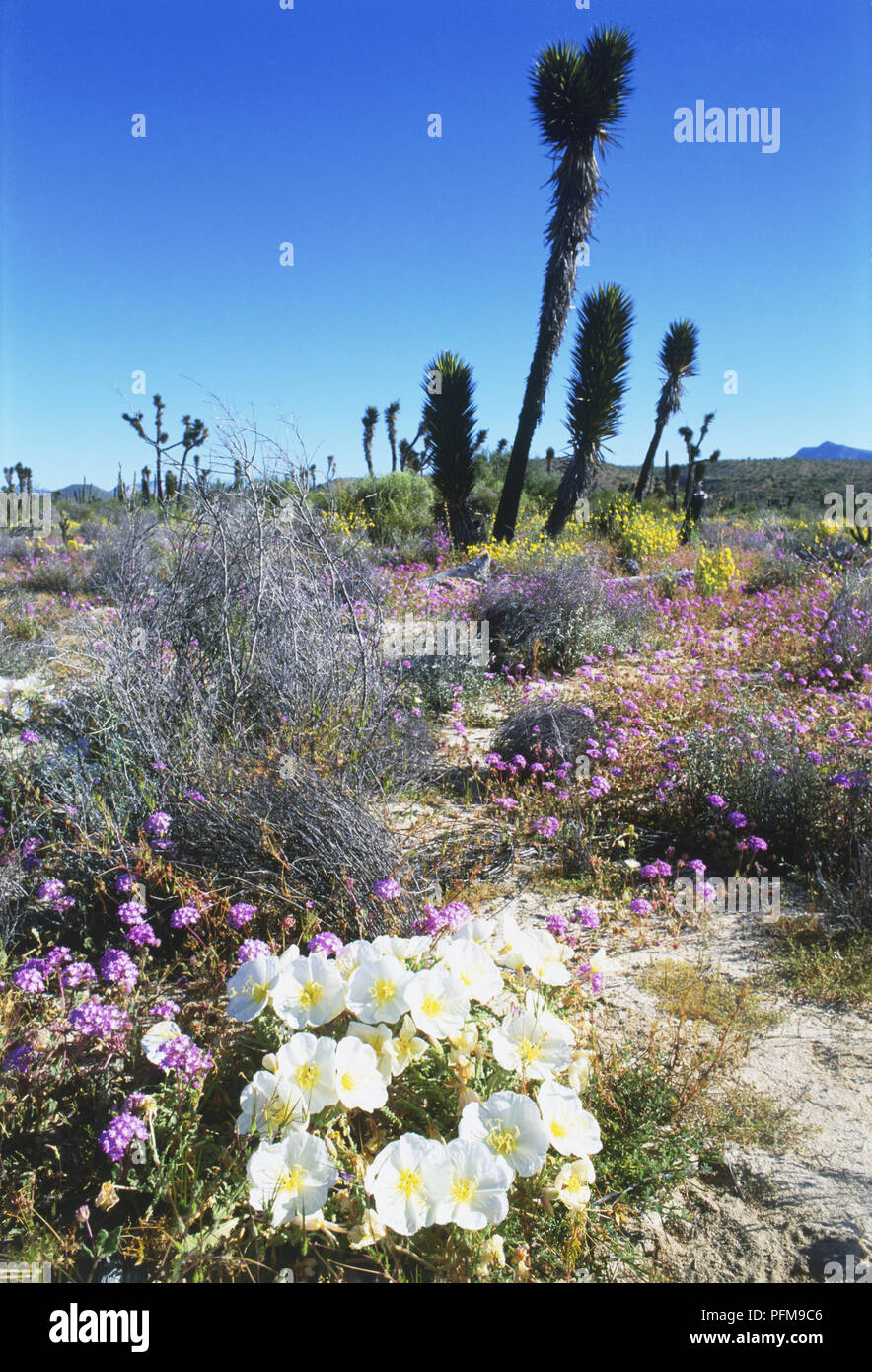 Mexico, wildflowers and cactuses in dry shrubland on the road from ...