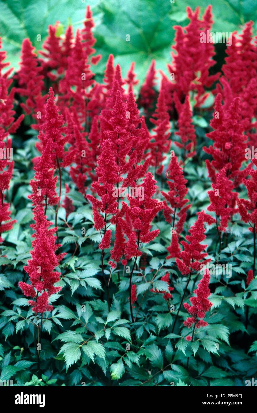 Astilbe montgomery (Montgomery), herbaceous perennial with deep red ...